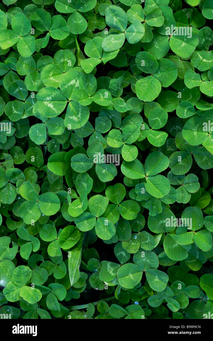 Patch of clover Stock Photo - Alamy