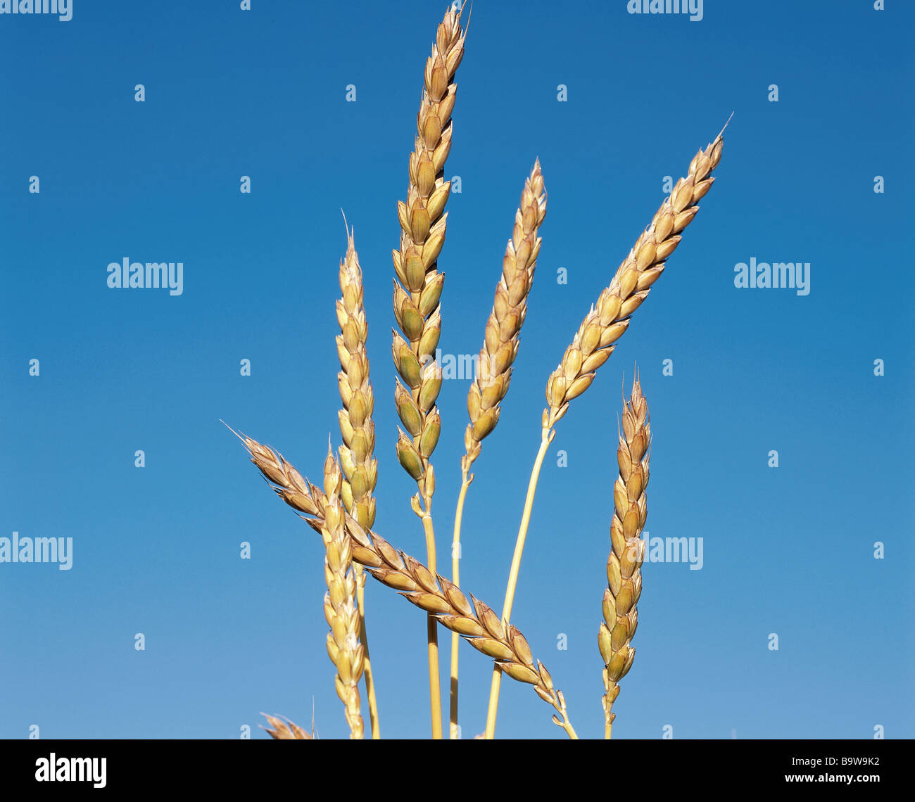 Weizenart hi-res stock photography and images - Alamy
