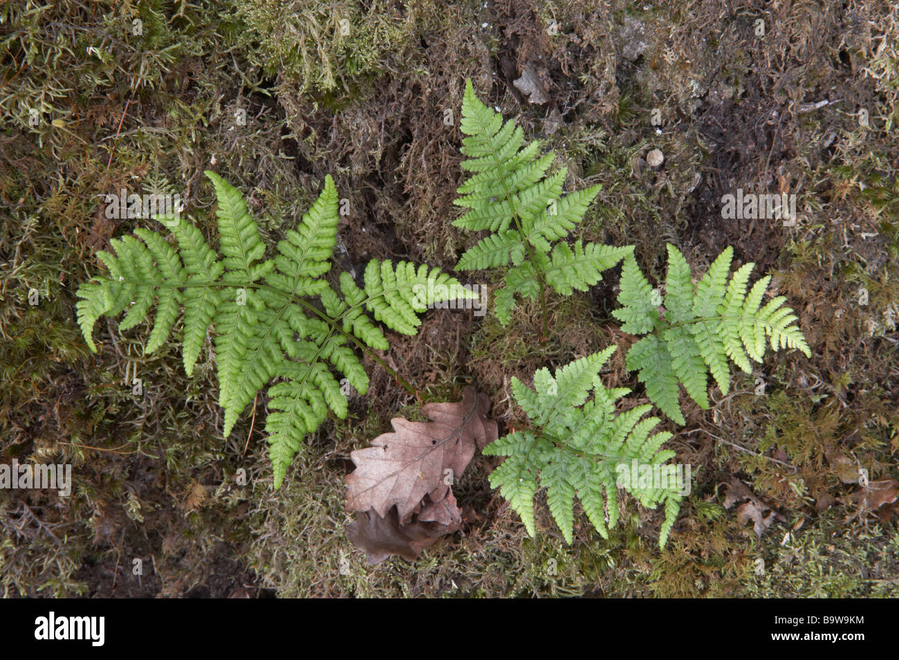 Dryopteris dilatata broad buckler fern High Resolution Stock ...