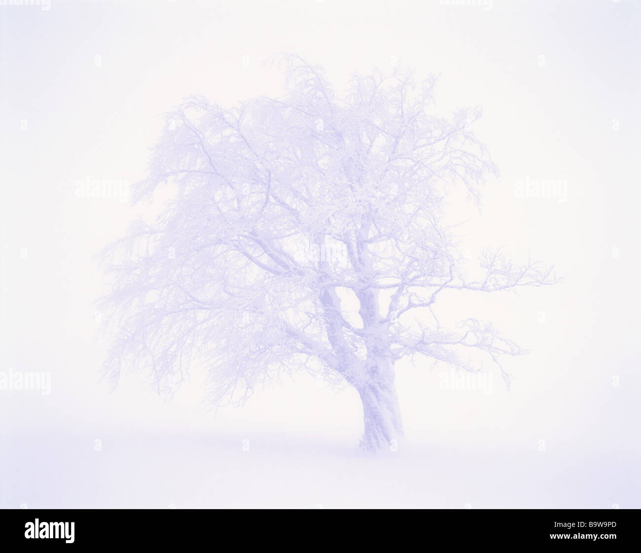 Beech tree cover hi-res stock photography and images - Alamy