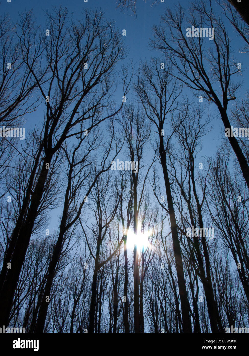 BARE LIMBS OF TREES IN FOREST IN WINTER Stock Photo - Alamy