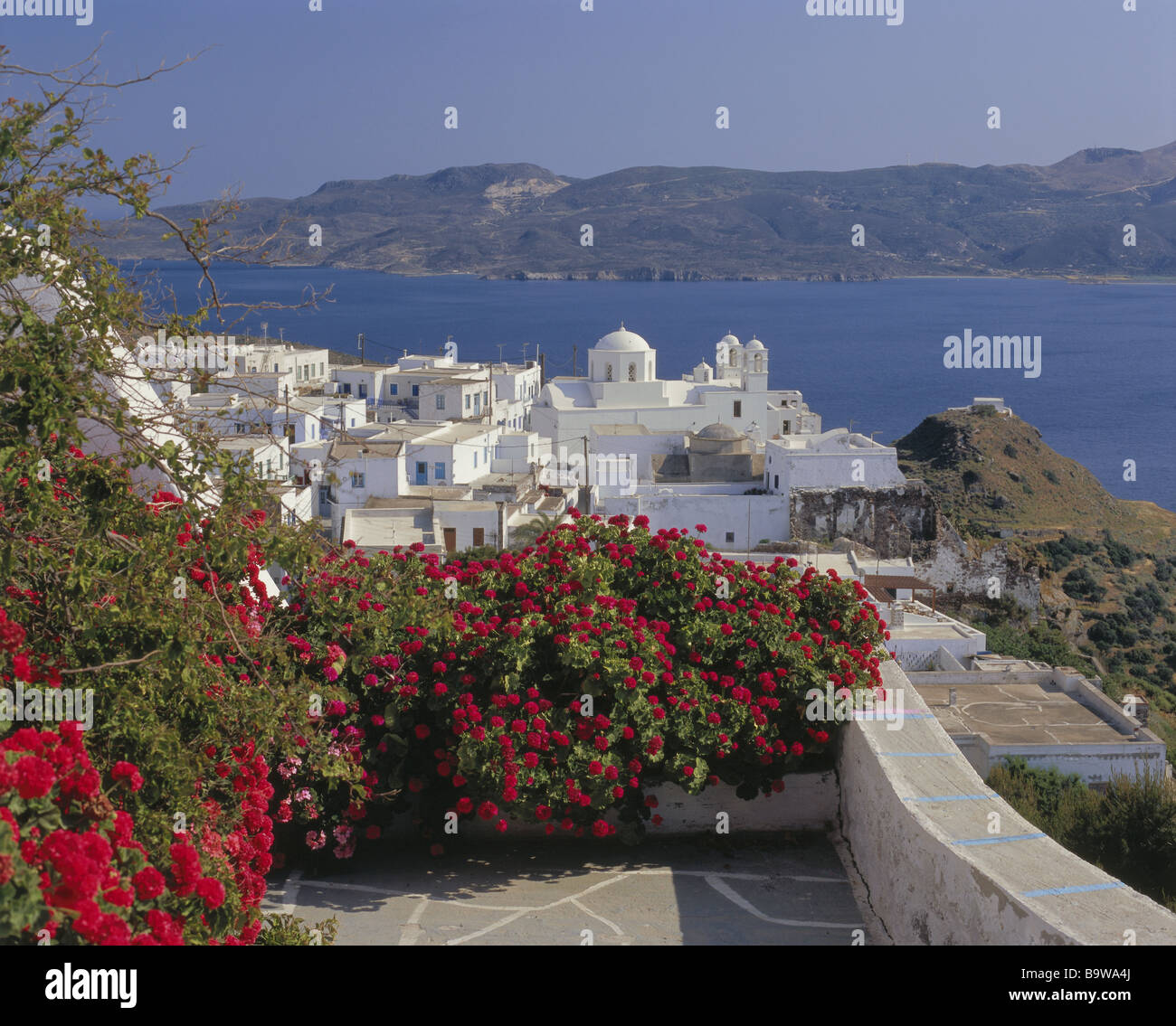 Palak plant hi-res stock photography and images - Alamy