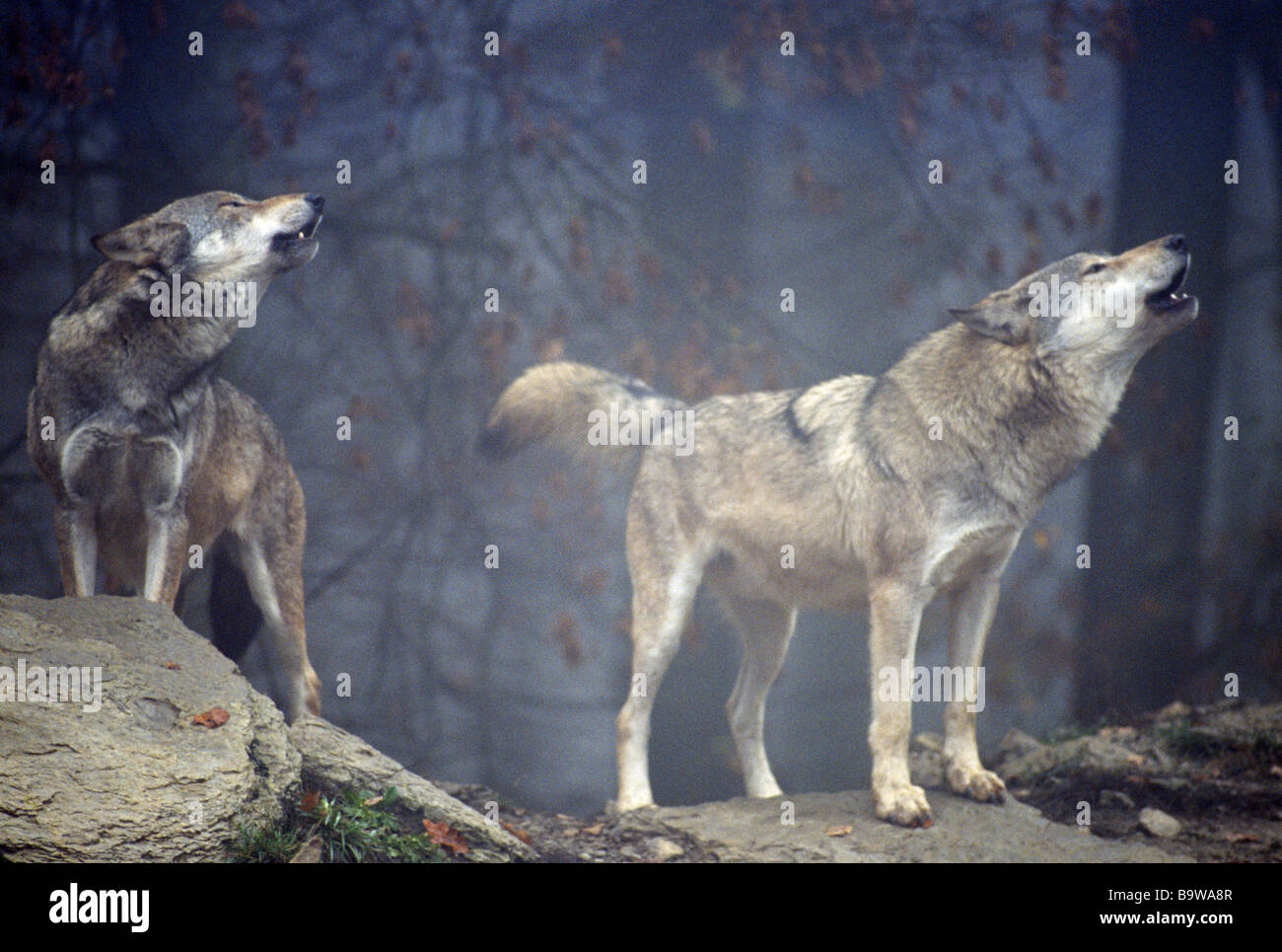 Crying Wolf Stock Photos & Crying Wolf Stock Images - Alamy