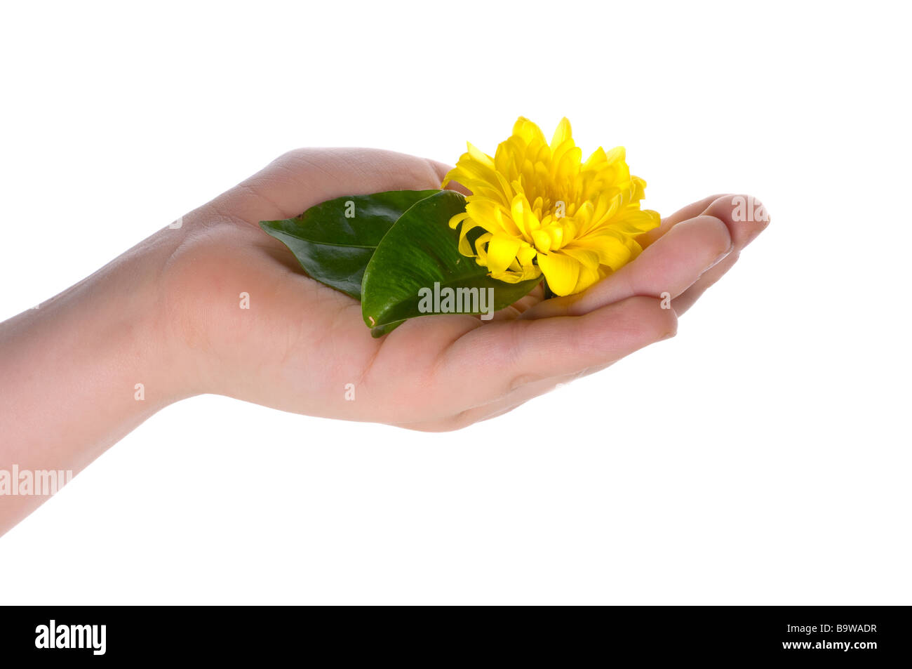 Hands and plant isolated on white background Stock Photo - Alamy