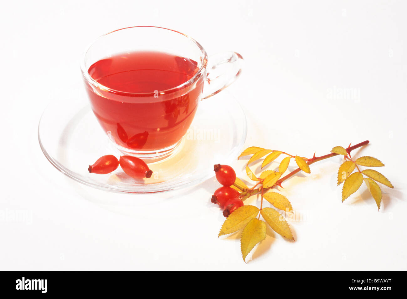 Rose (Rosa sp.) rose hips and a cup of rose hip tea, studio picture ...