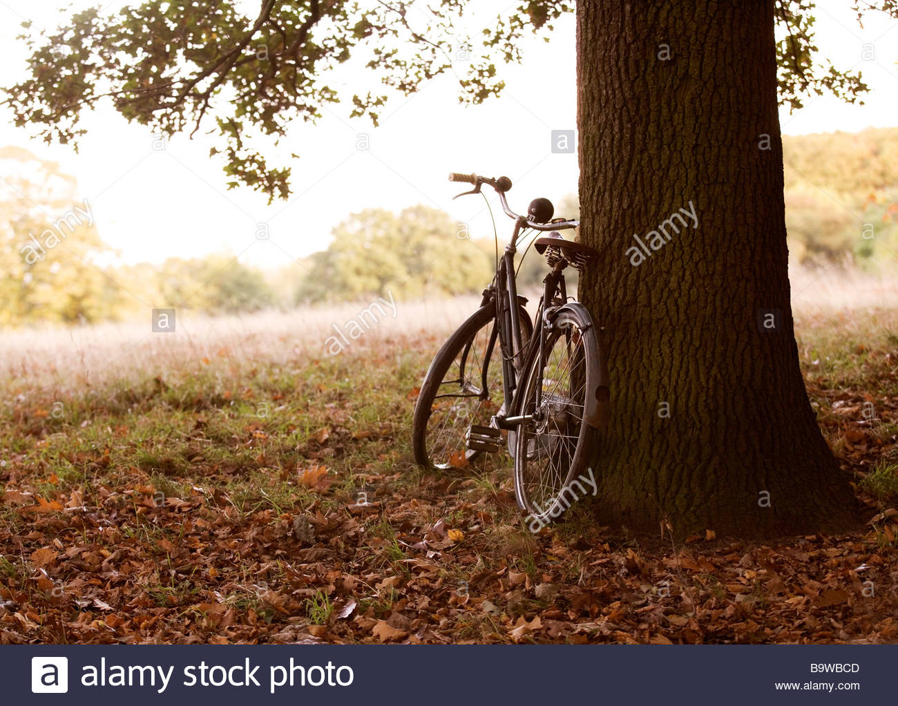Bike Leaning Against Tree Stock Photos & Bike Leaning Against Tree ...