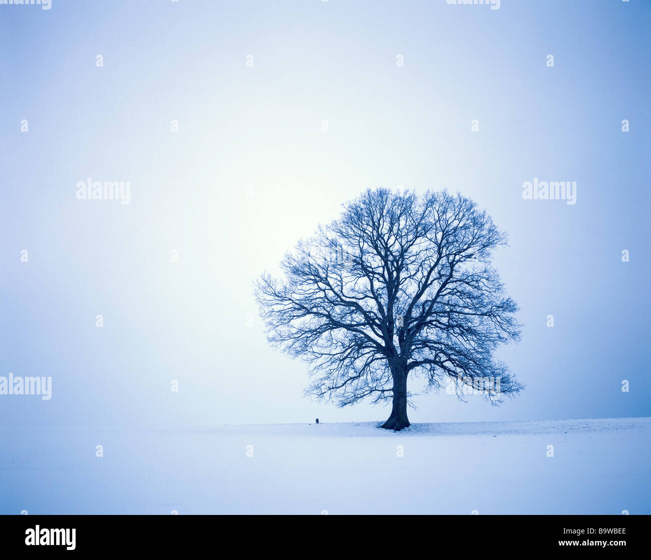 Oak stalk hi-res stock photography and images - Alamy