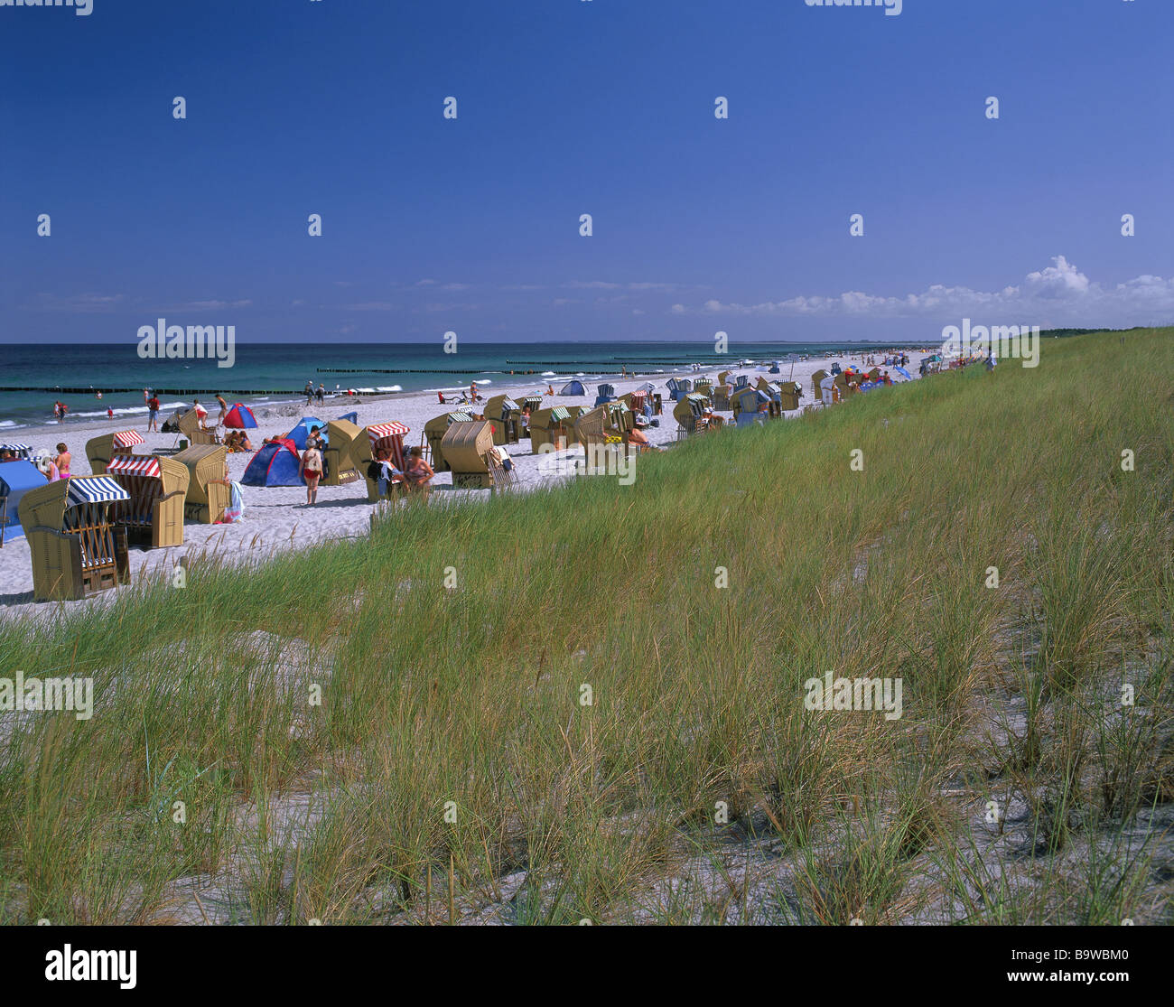 Müritz fish hi-res stock photography and images - Alamy