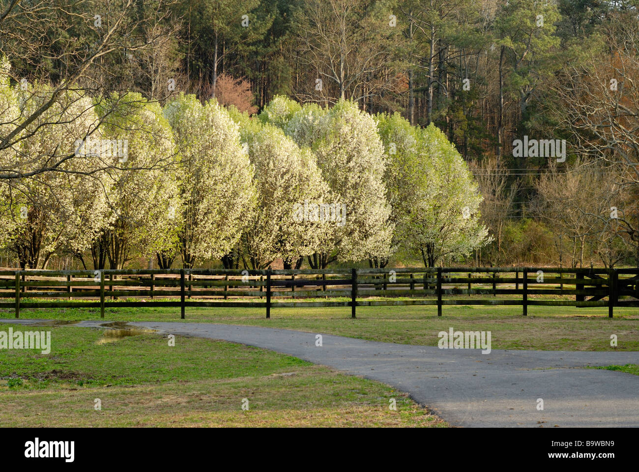 Bradford pear trees hi-res stock photography and images - Alamy