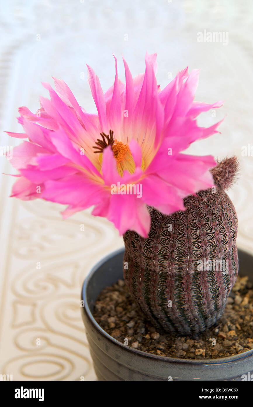 Potted cactus hi-res stock photography and images - Alamy