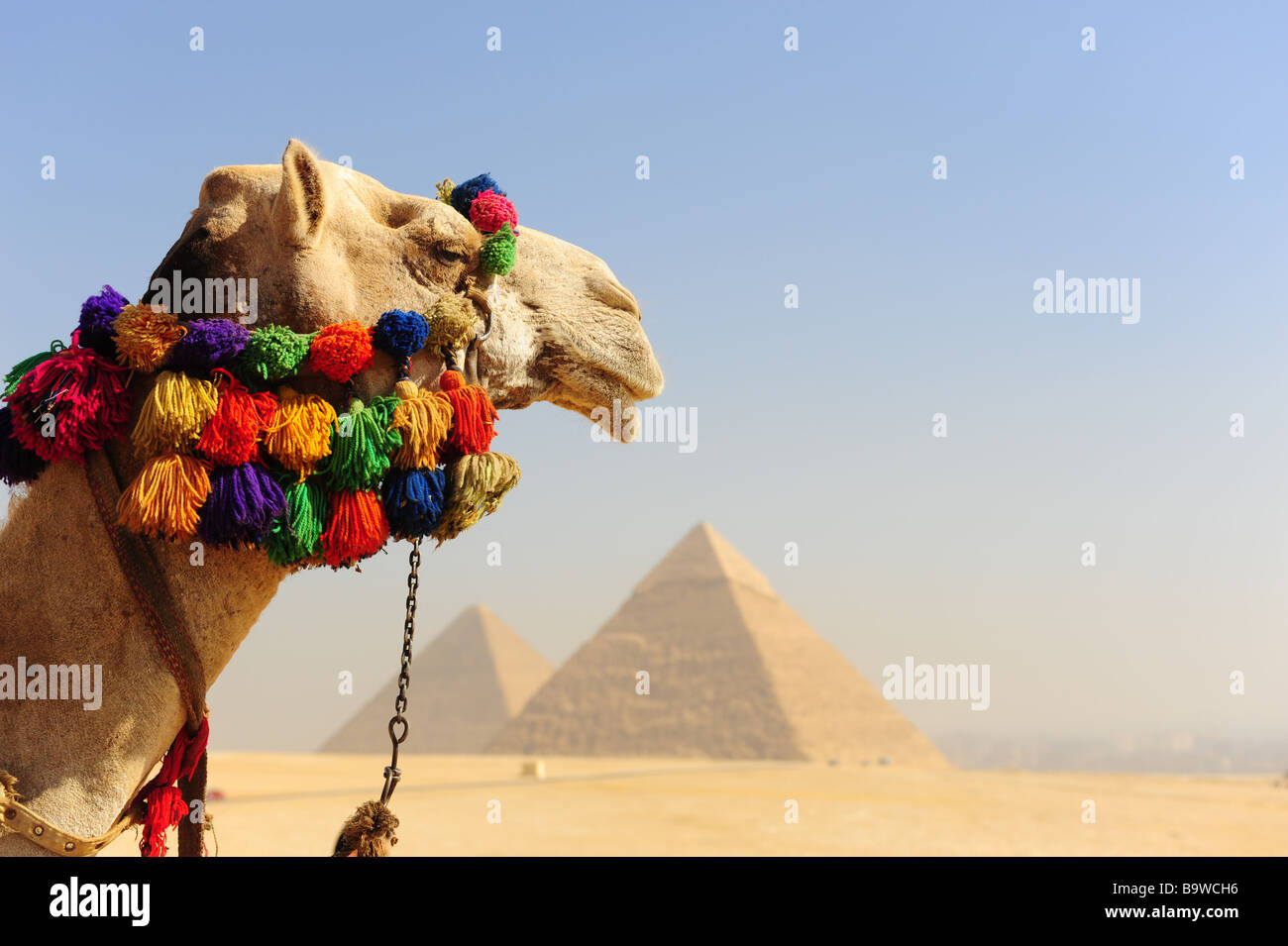 Egypt Giza The Great Pyramids camels Stock Photo - Alamy