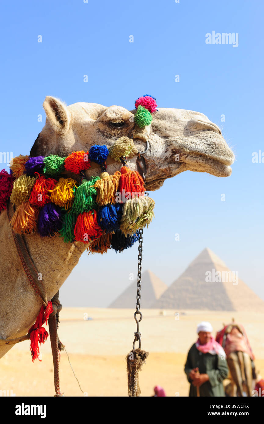 Egypt Giza The Great Pyramids camels Stock Photo - Alamy