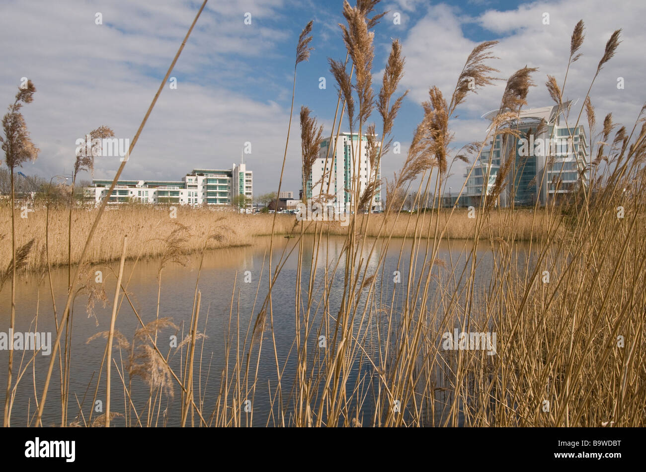 Cardiff bay wetlands nature reserve hi-res stock photography and images ...