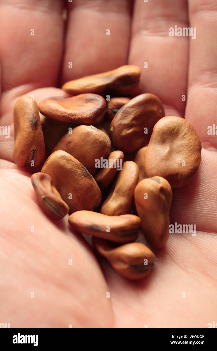 Broad bean plant the sutton hi-res stock photography and images - Alamy