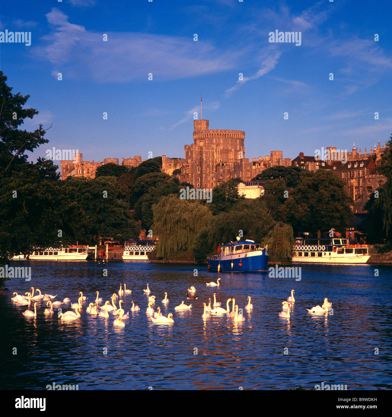 Windsor Castle across the River Thames with swans and boats in ...