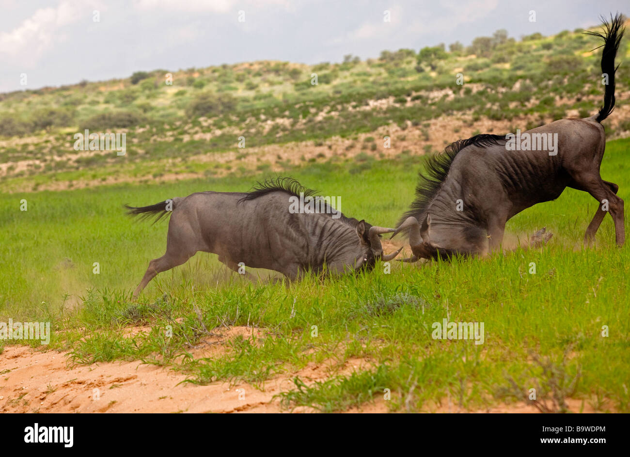 blue wildebeest fight Stock Photo - Alamy