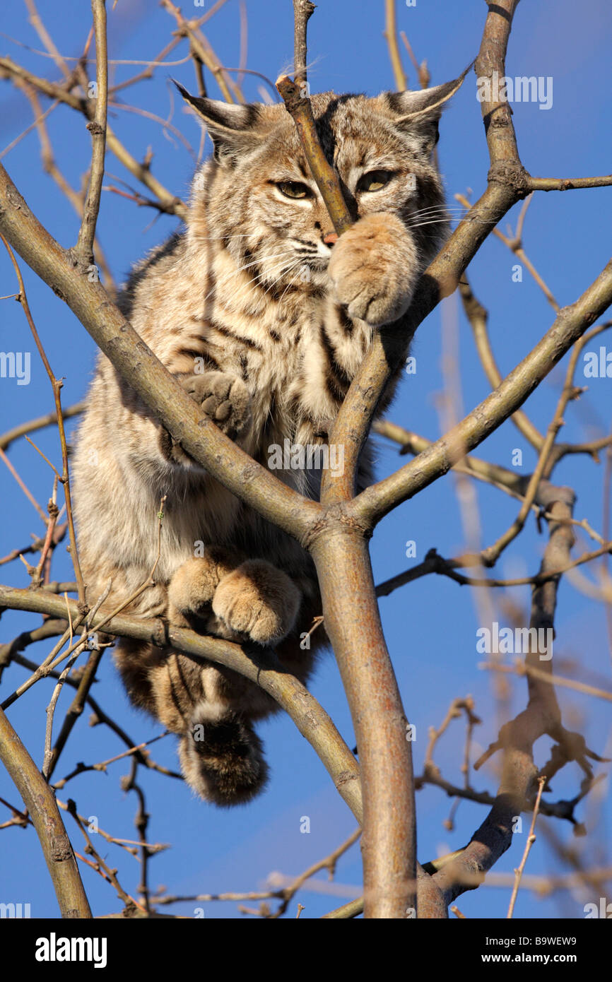 Arizona lynx hi-res stock photography and images - Alamy