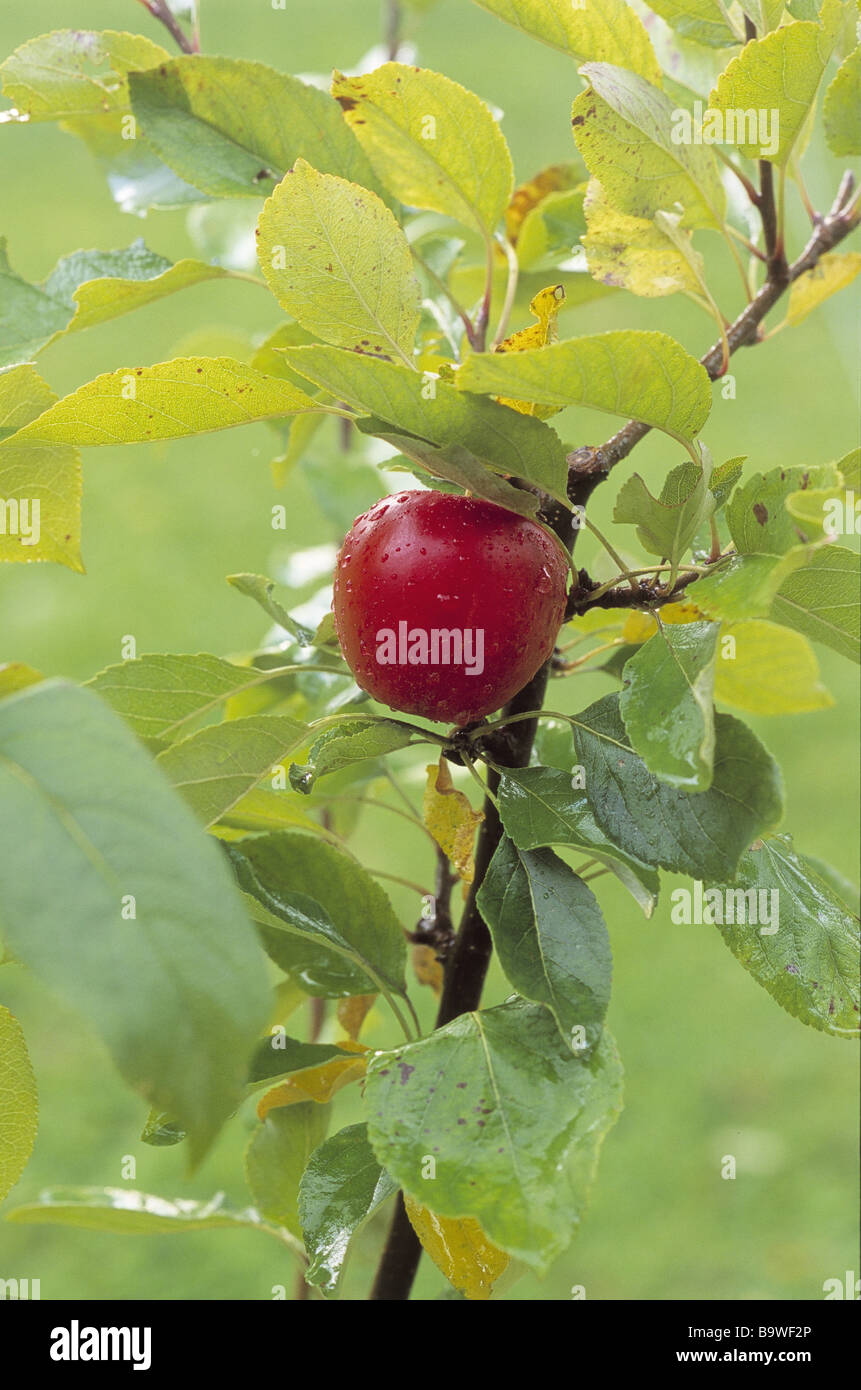 Tempted with an apple hi-res stock photography and images - Alamy