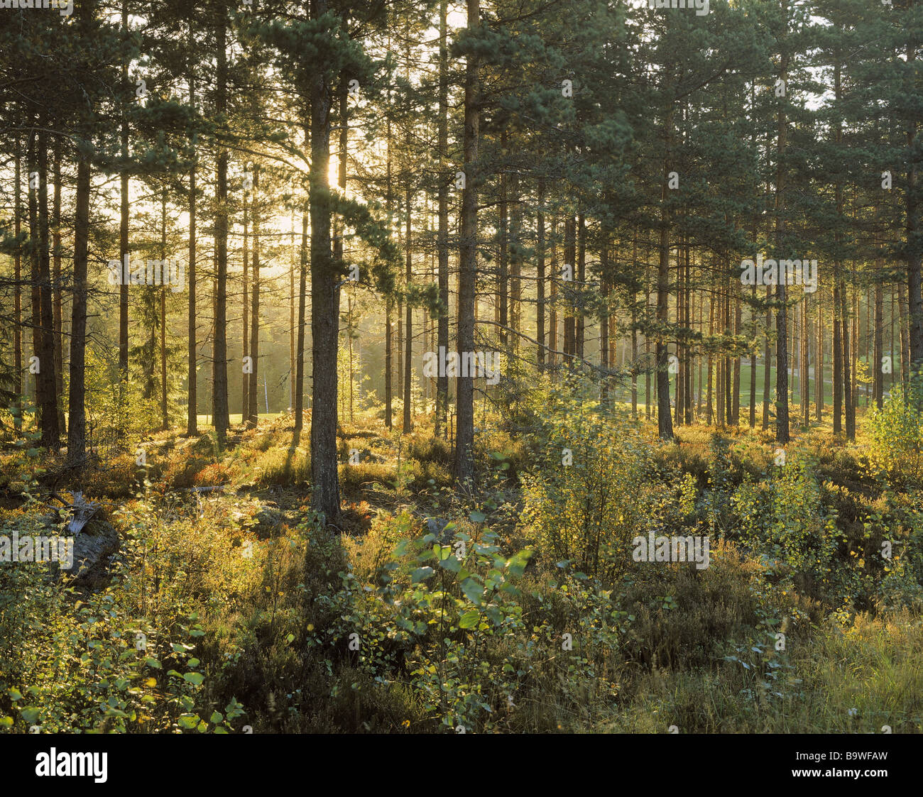 Waldland hi-res stock photography and images - Alamy