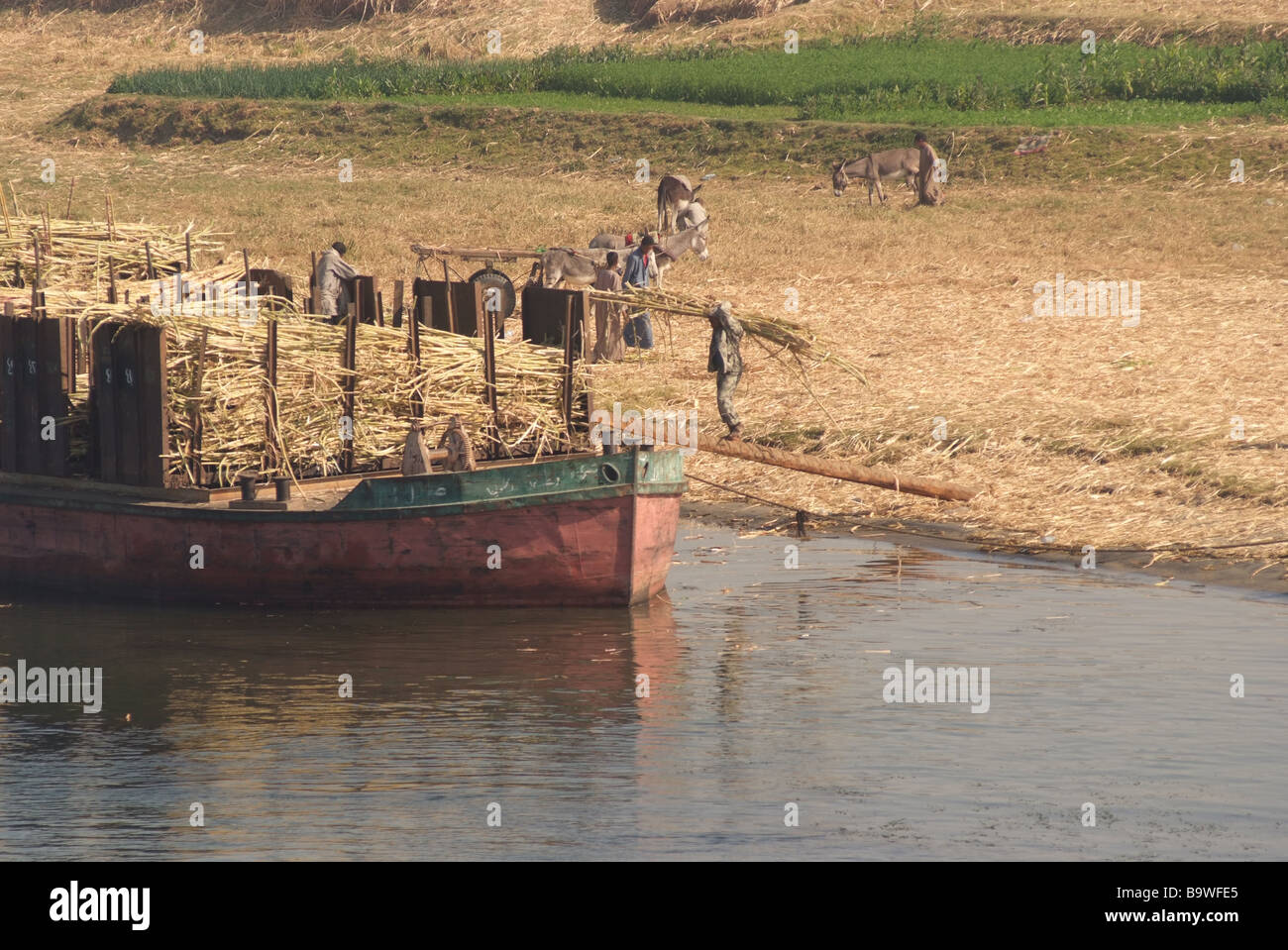 Egypt Nile River sugar cane being loaded on a boat at harvest time ...