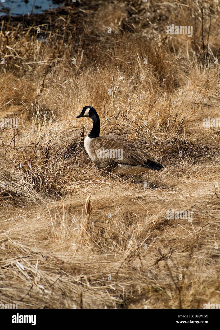 Canadian goose hi-res stock photography and images - Alamy