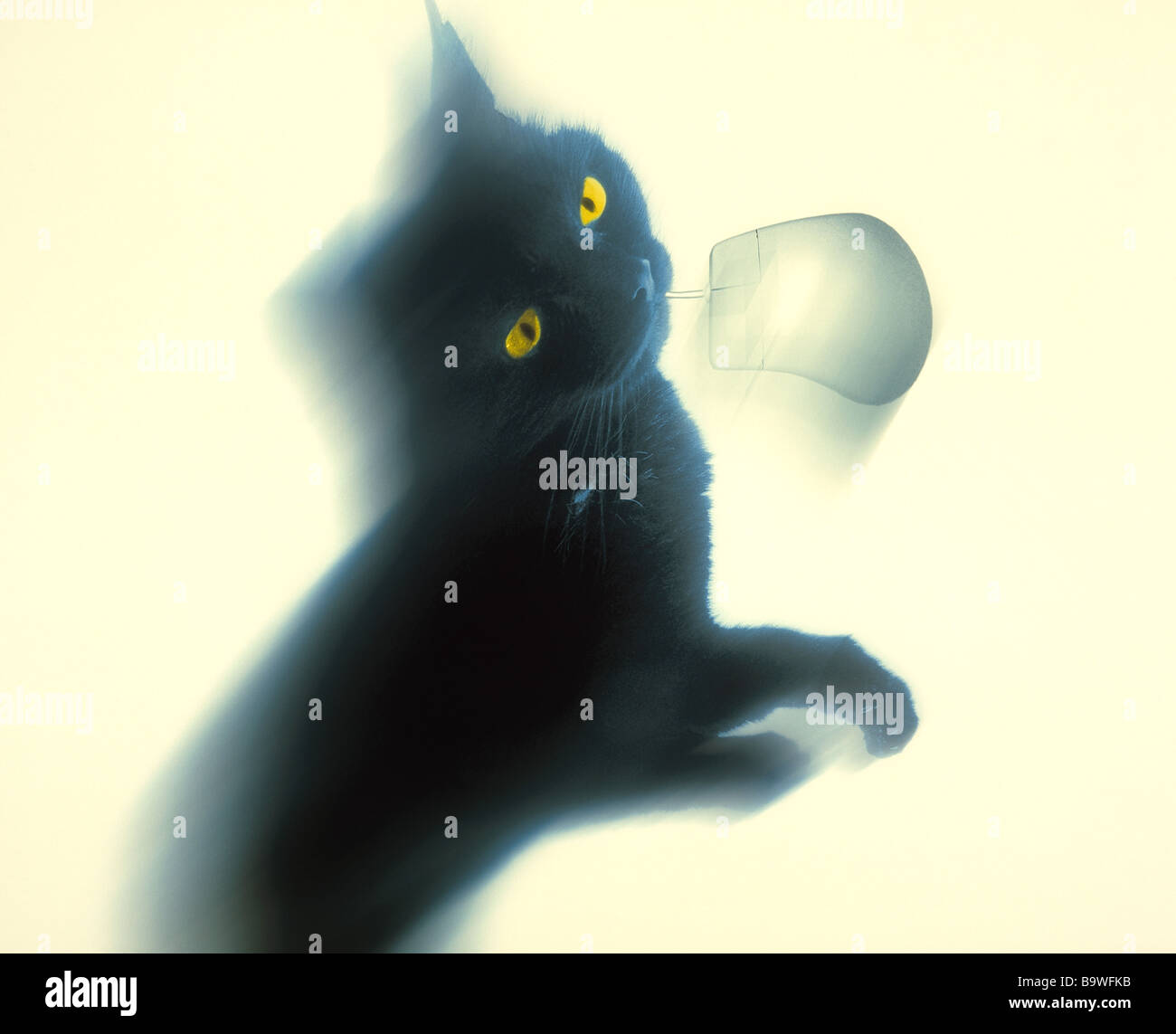 Cat attacking computer mouse hi-res stock photography and images - Alamy