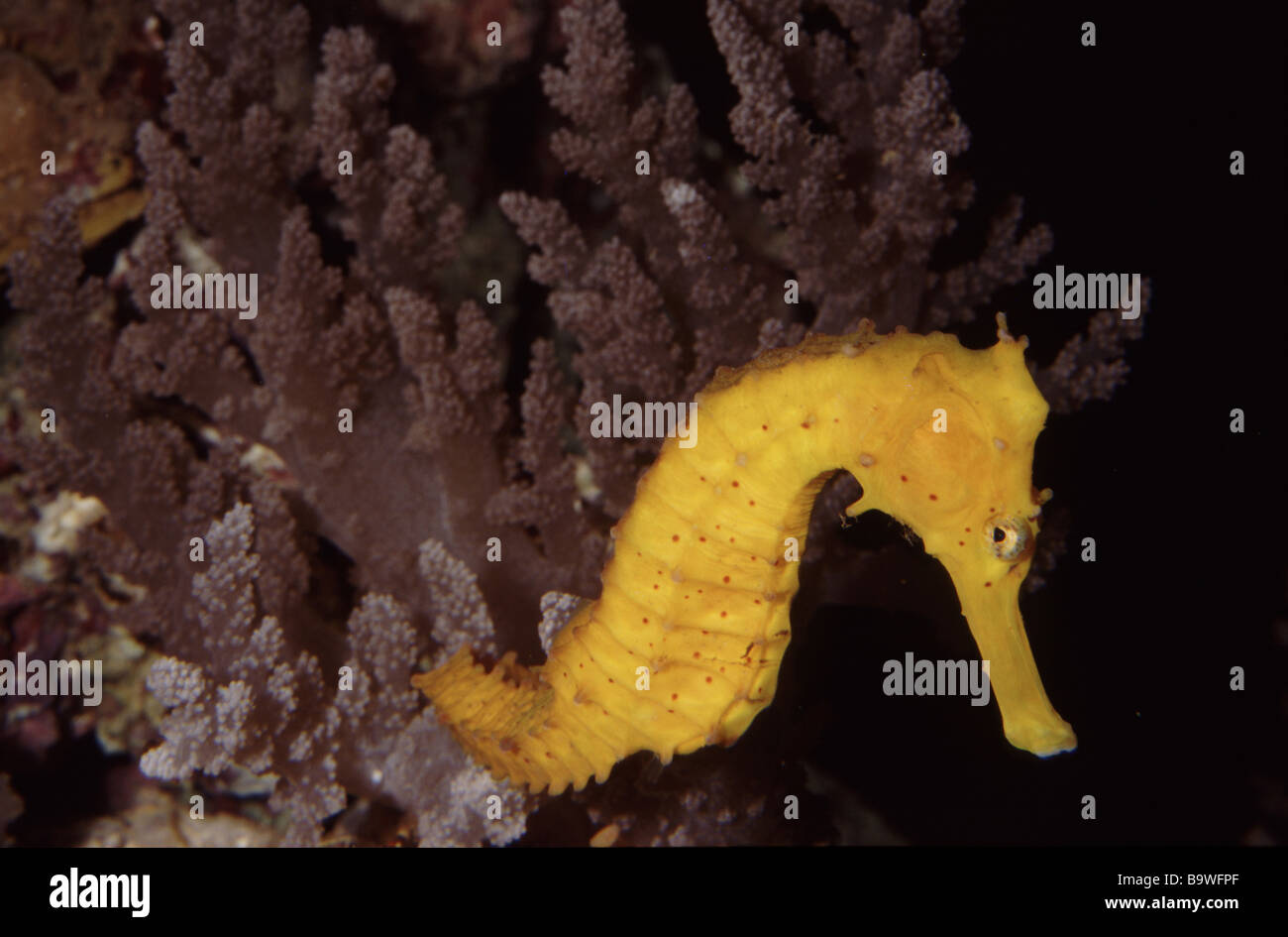 Hippocampus kuda tropical fish hi-res stock photography and images - Alamy
