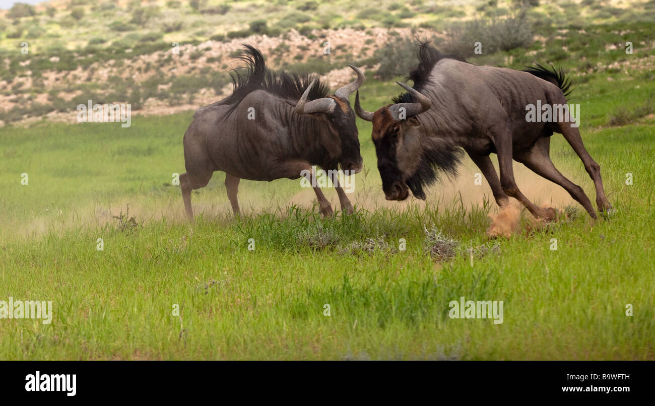 blue wildebeest fight Stock Photo - Alamy