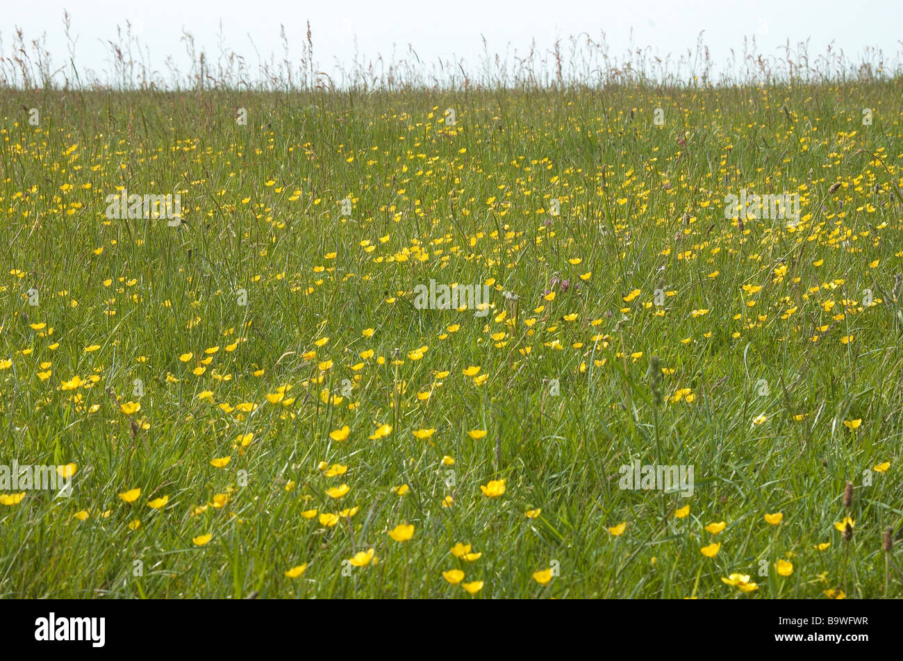 Grass field full buttercup hi-res stock photography and images - Alamy