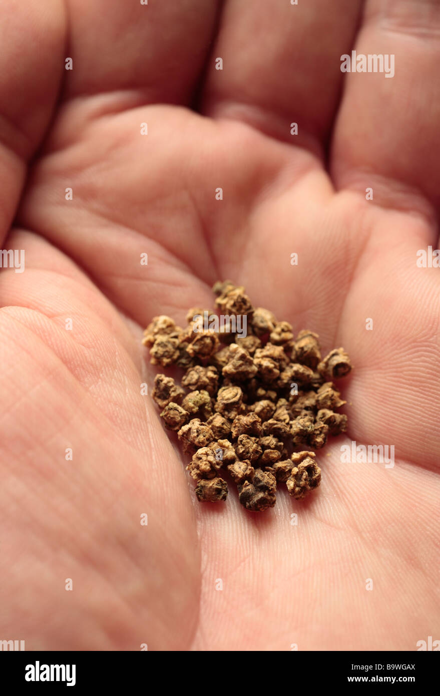 Beetroot seed hi-res stock photography and images - Alamy