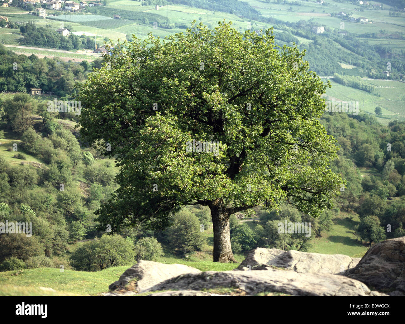 Mountainside trees hi-res stock photography and images - Alamy
