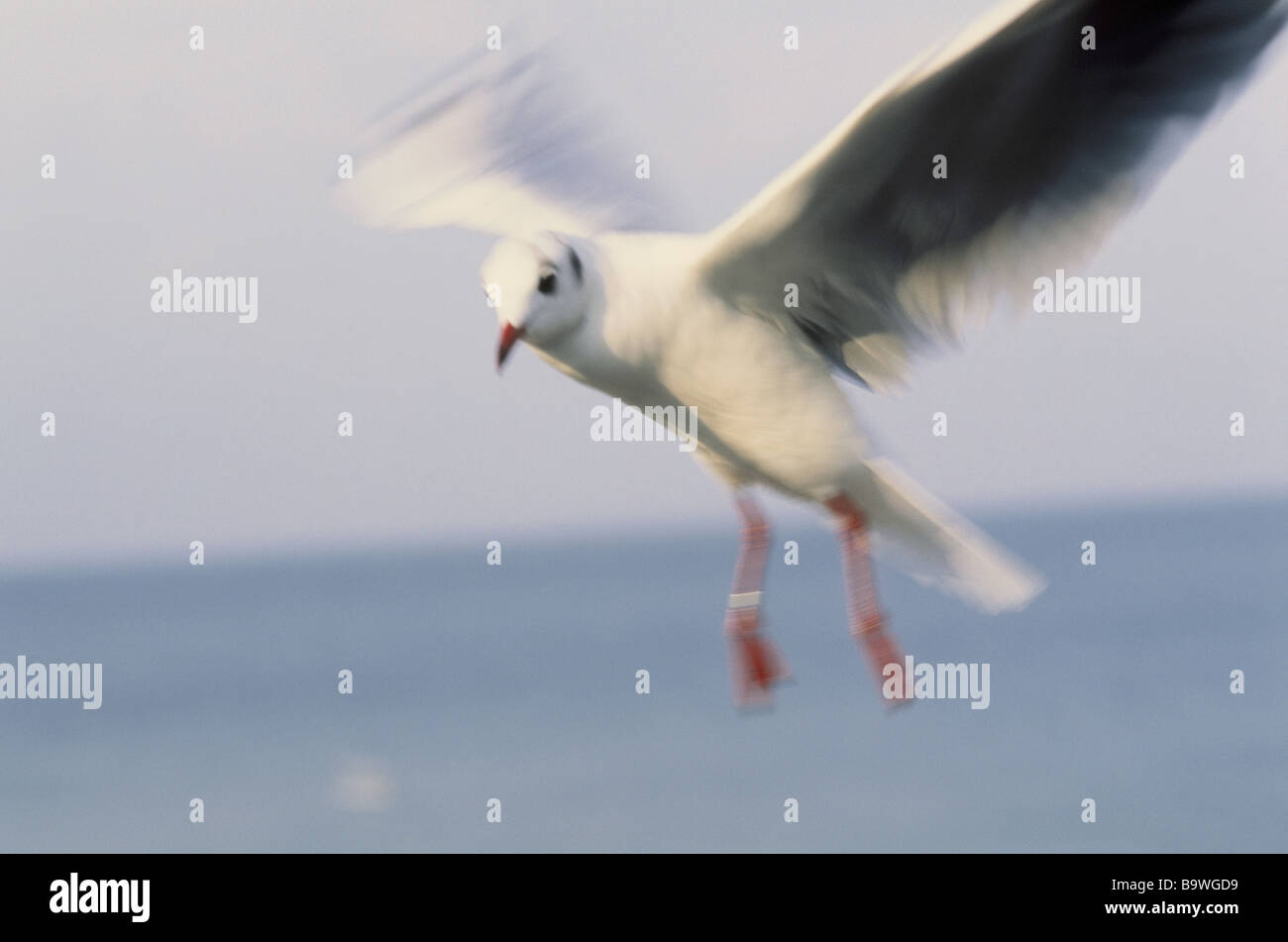 Truncated wings hi-res stock photography and images - Alamy