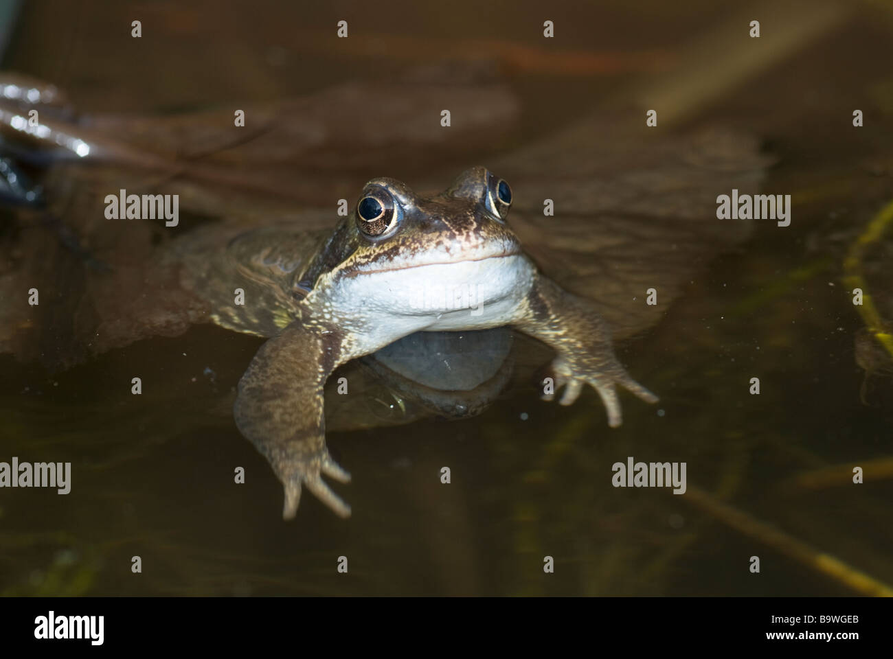 Frog look above water hi-res stock photography and images - Alamy