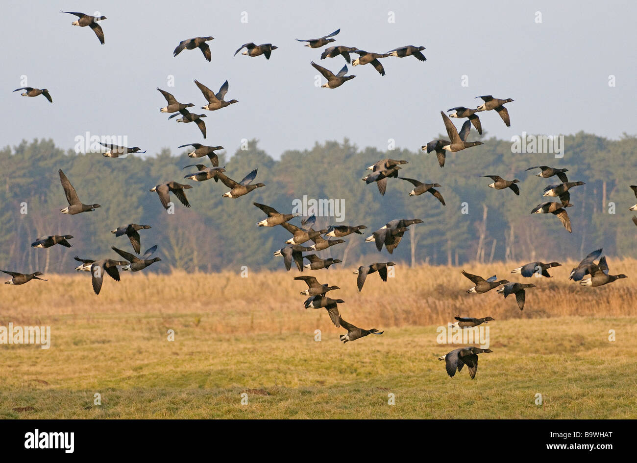 Brent geese flight hi-res stock photography and images - Alamy