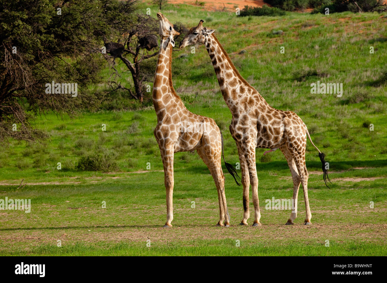 Courting wildlife hi-res stock photography and images - Alamy