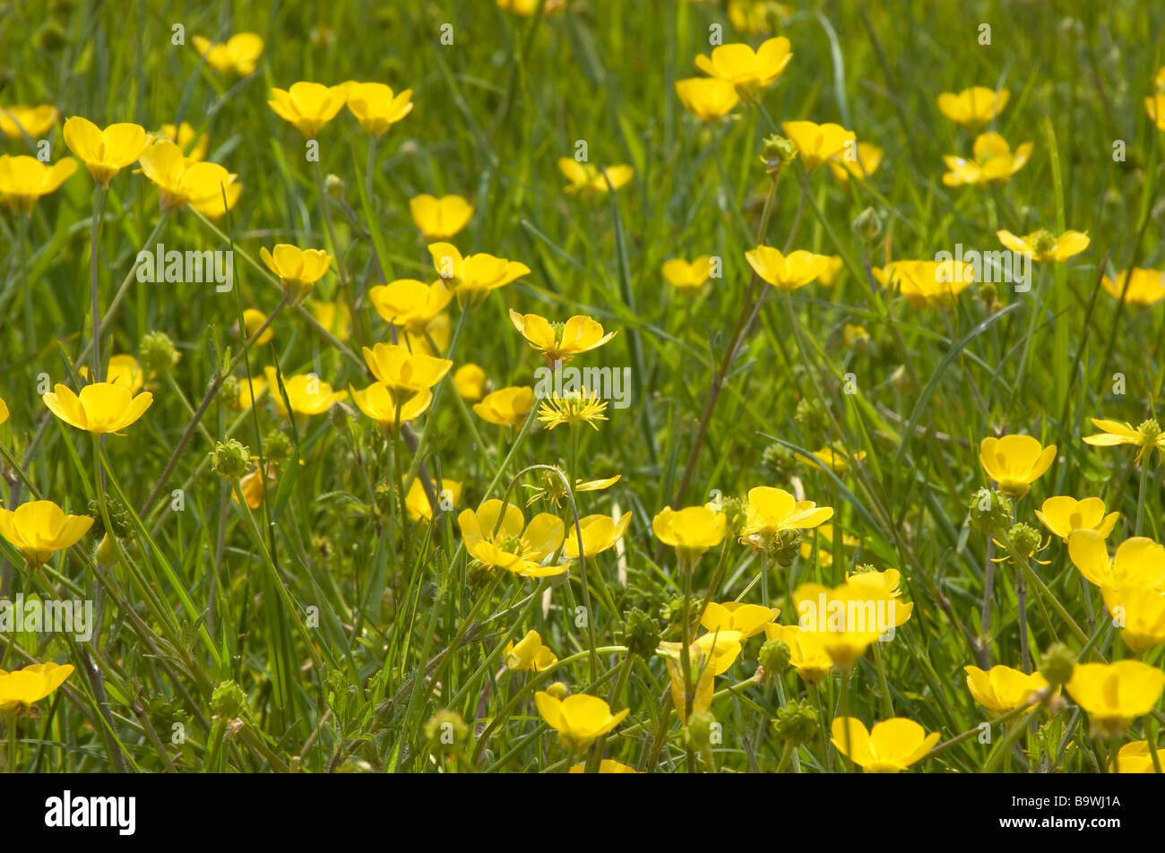 A field full of buttercups in spring Stock Photo - Alamy