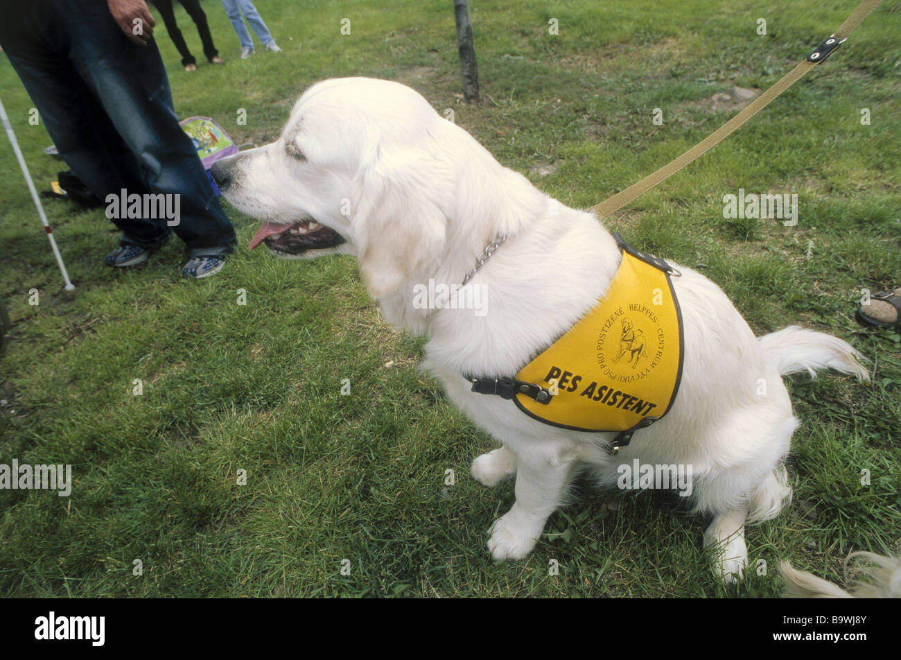 Behinderten begleithund hi-res stock photography and images - Alamy