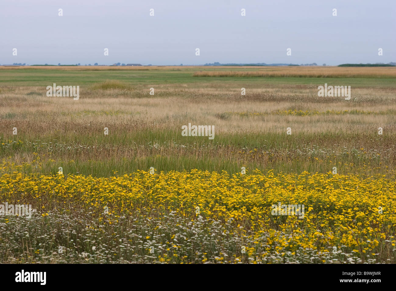 Grassland habitats hi-res stock photography and images - Alamy