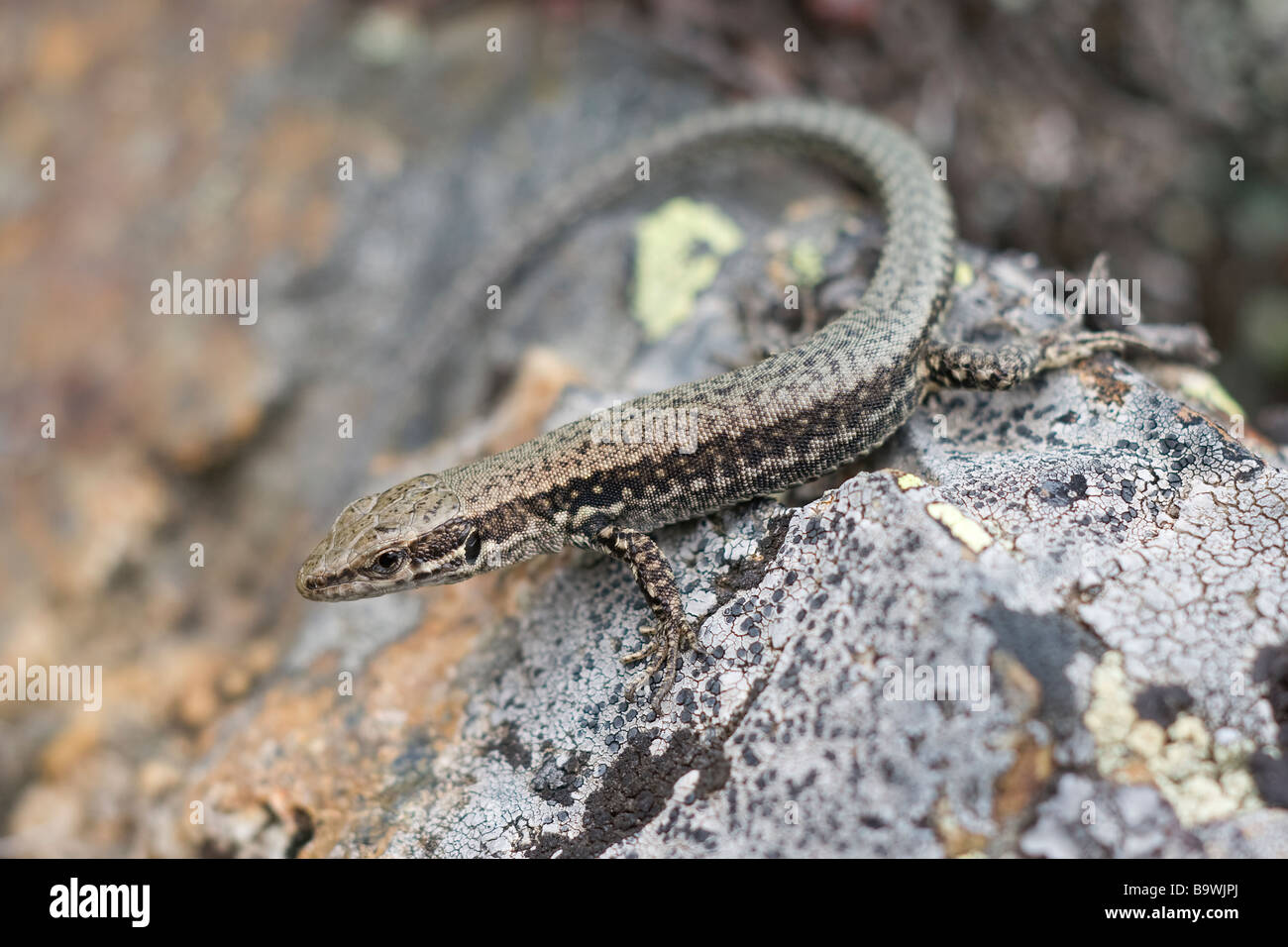 Iberian Wall Lizard Podarcis hispanicus Stock Photo - Alamy