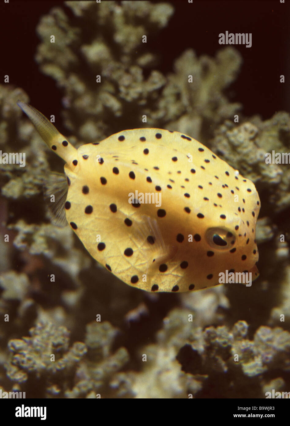 Yellow boxfish (Ostracion cubicus Stock Photo - Alamy