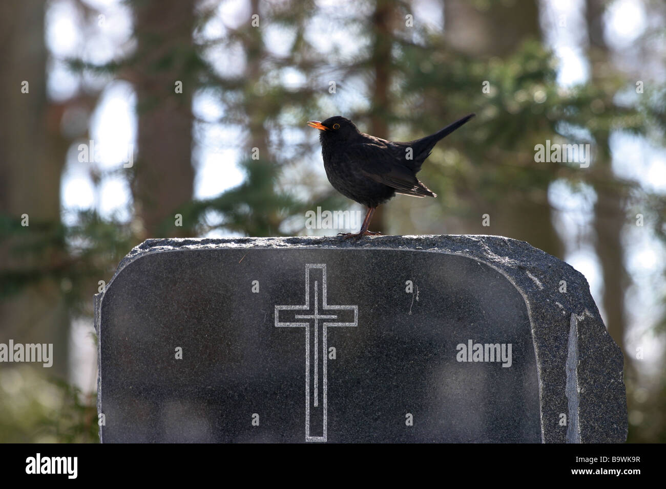 Animal tombstone hi-res stock photography and images - Alamy
