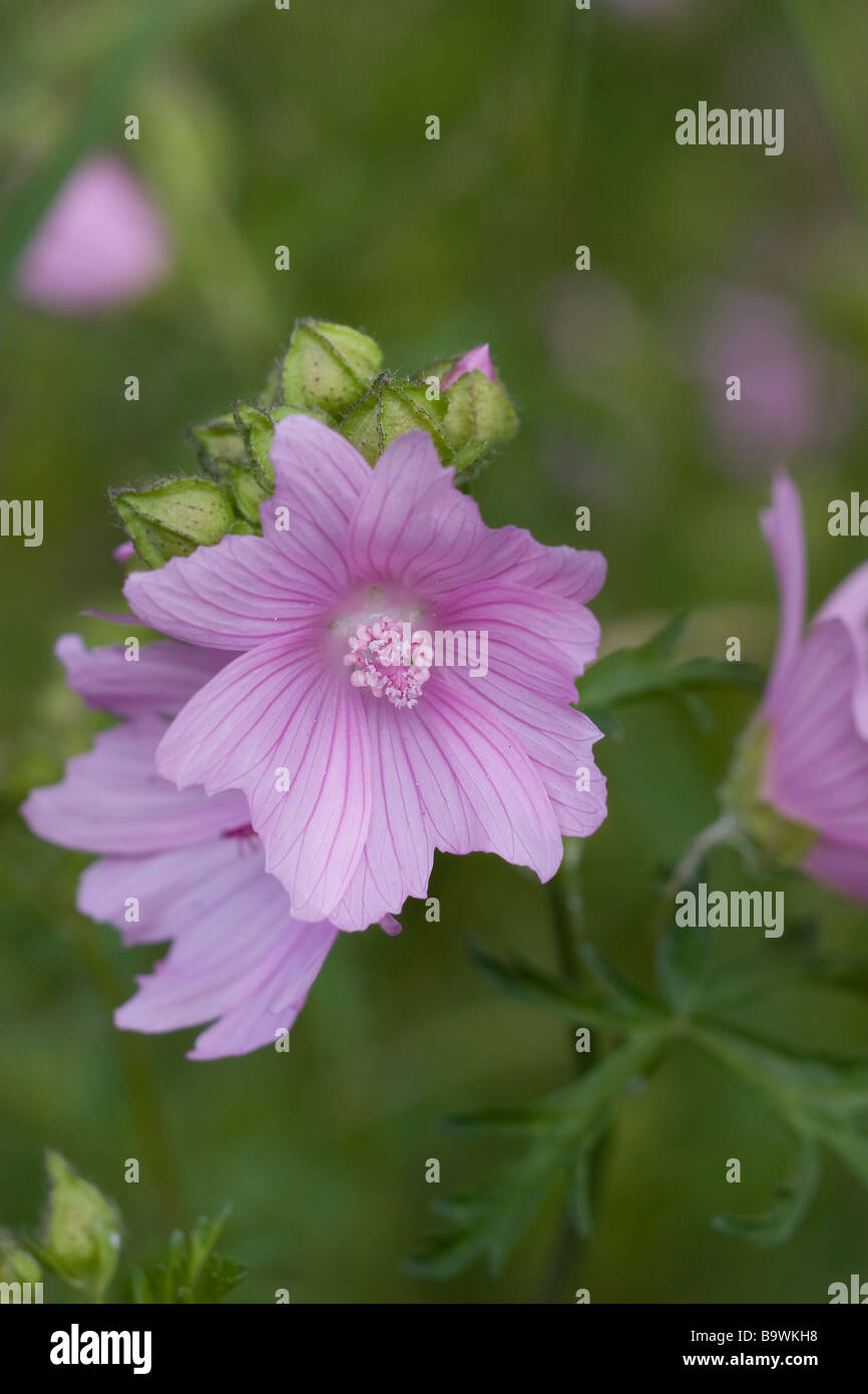 Musk Mallow Malva moschata Stock Photo - Alamy