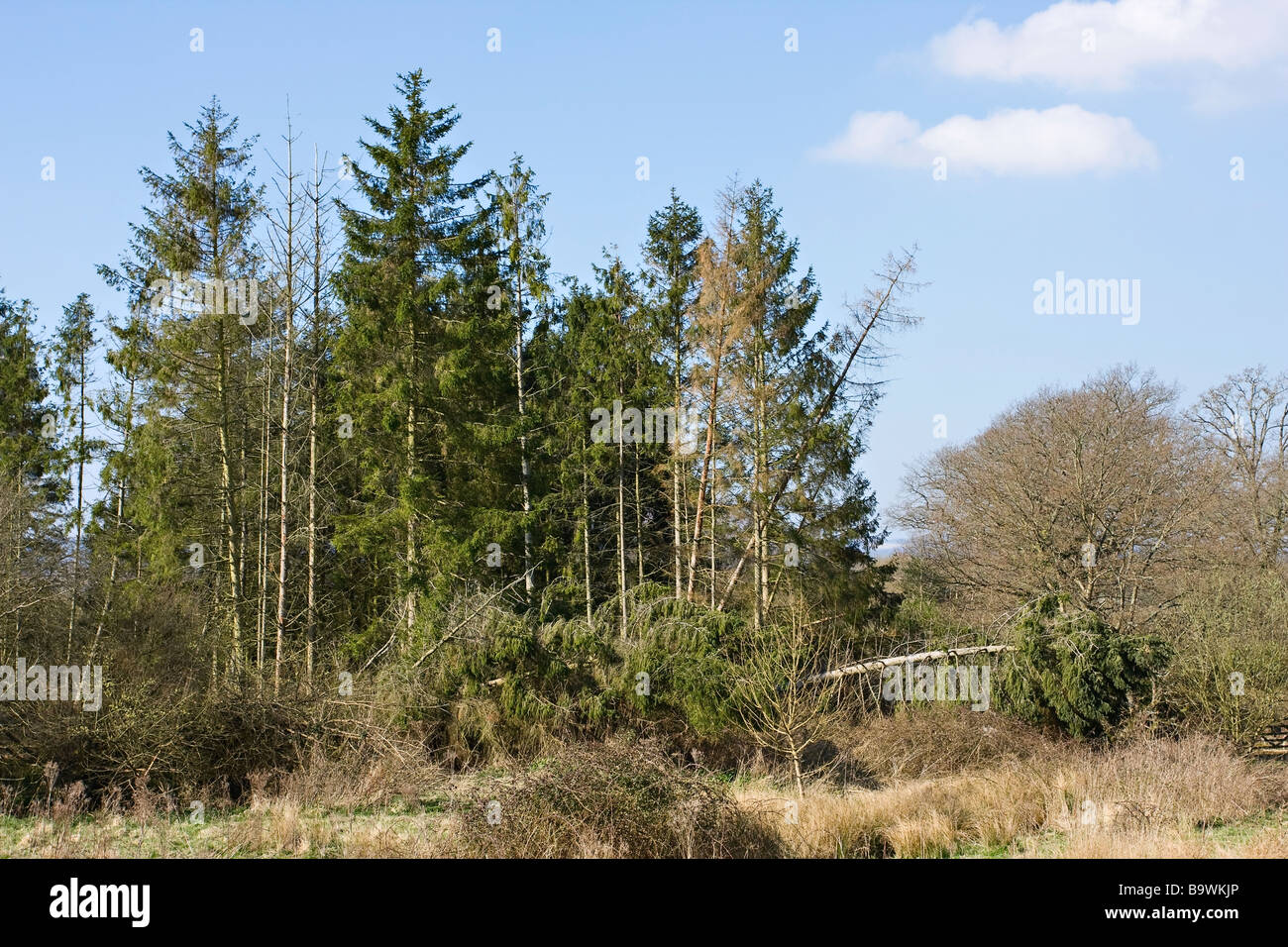 Pine trees being felled and toppling over Stock Photo - Alamy