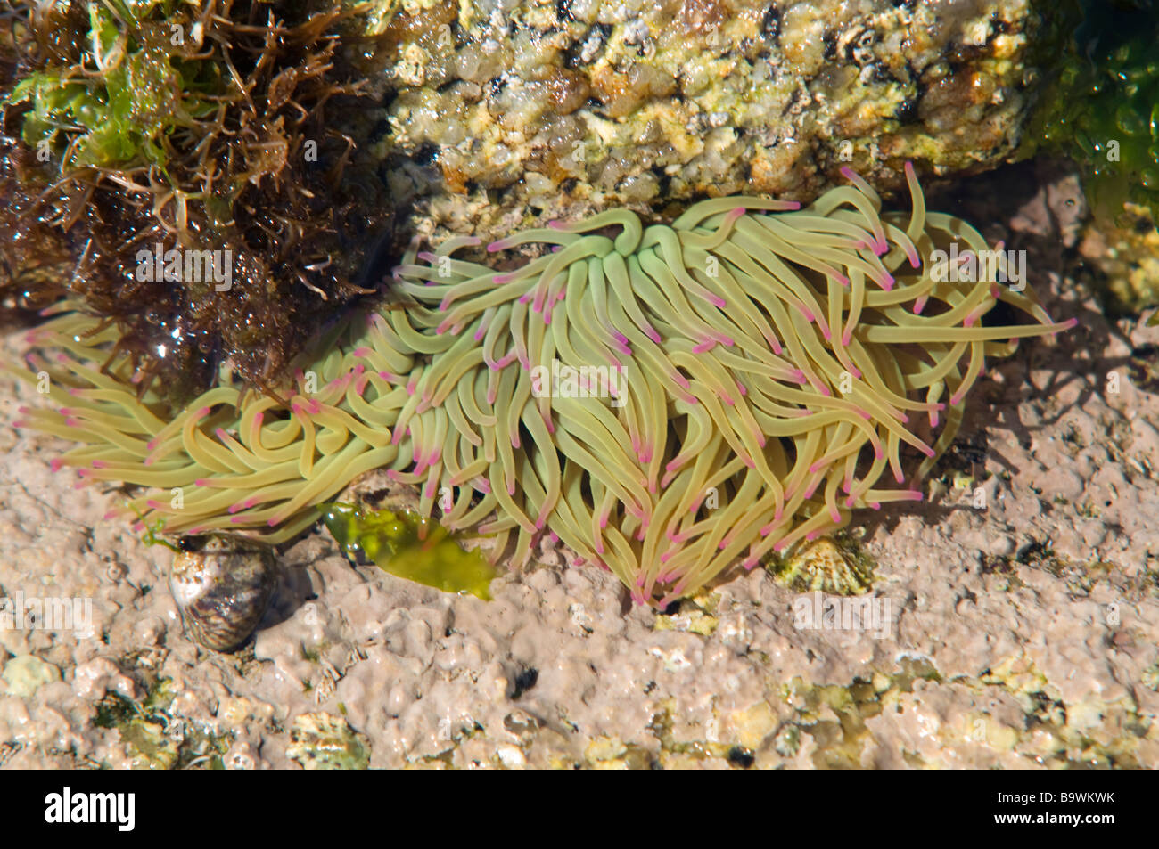 Snakelock anemone rockpool Brittany France Europe Stock Photo - Alamy