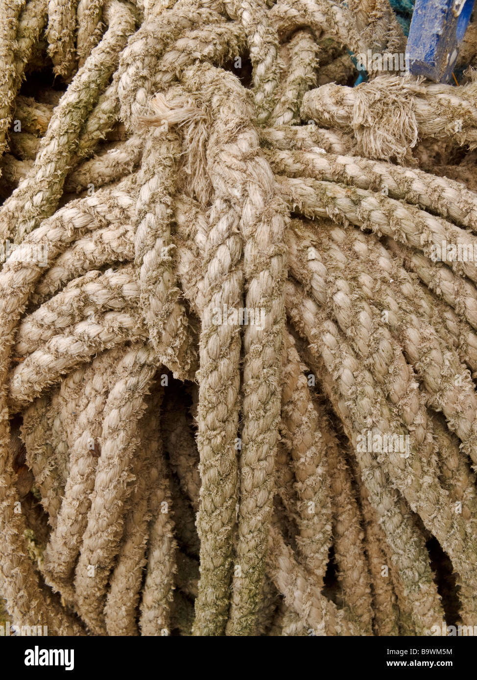Rope tangled up and tied to the harbour at Beadnell on the ...