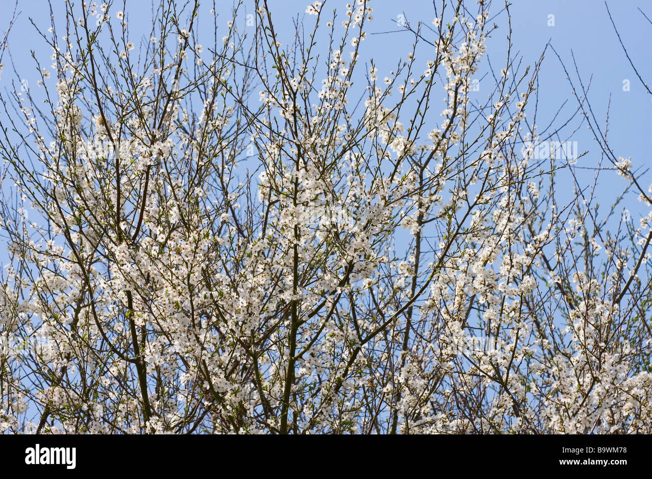 May Tree (Crataegus monogyna) in bloom in Spring in Sussex, England, UK ...