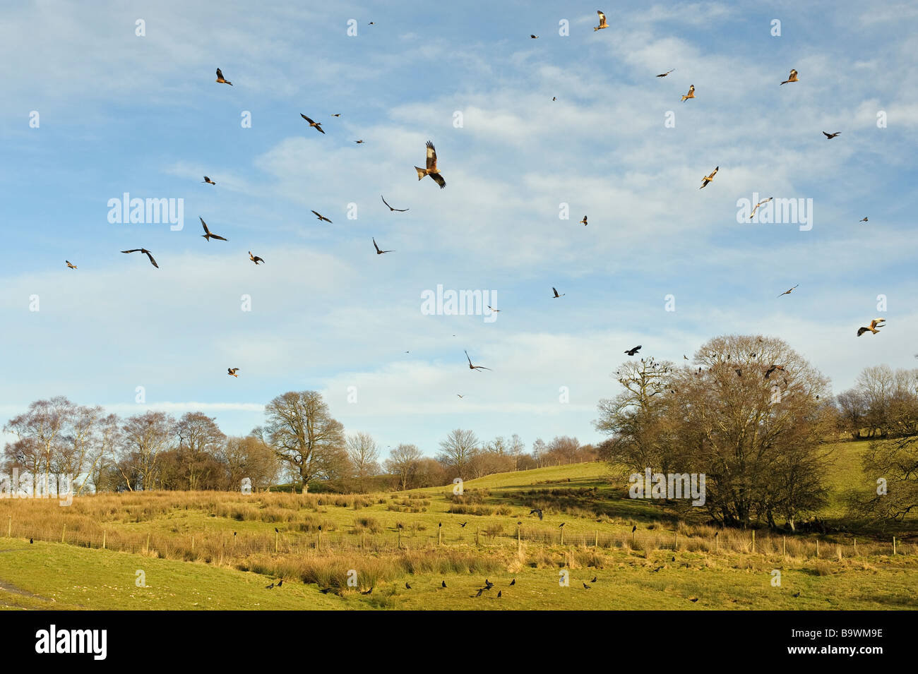 Red kite feeding station hi-res stock photography and images - Alamy