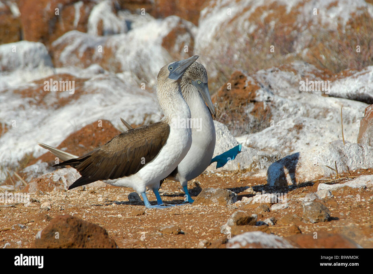 A pair of blue footed boobies doing their ritual mating dance Stock ...