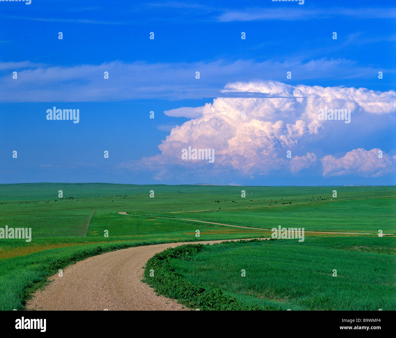 Buffalo gap national grassland hi-res stock photography and images - Alamy