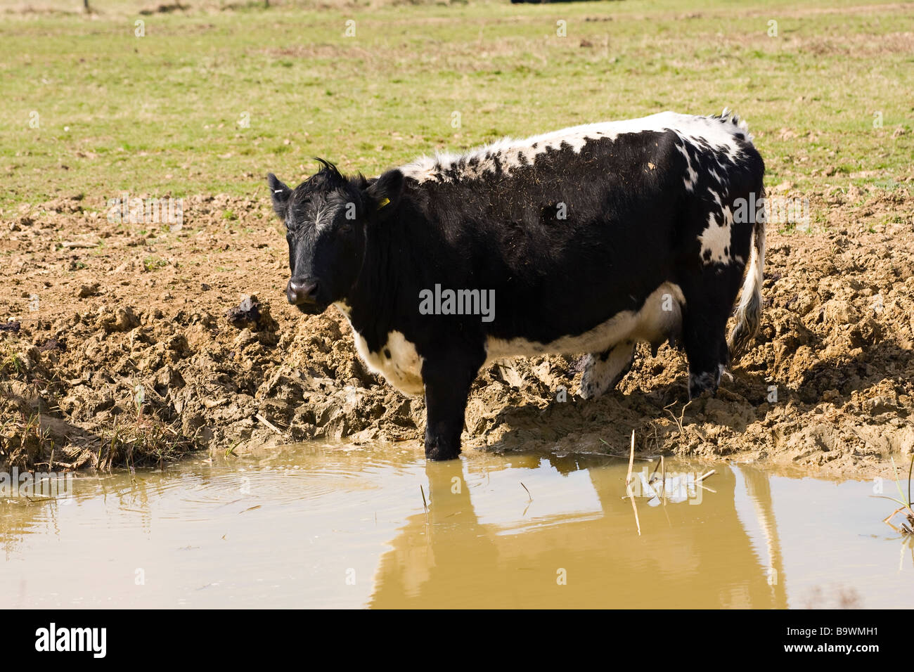 A single Friesian Cow at the edge of a big muddy puddle in field in ...
